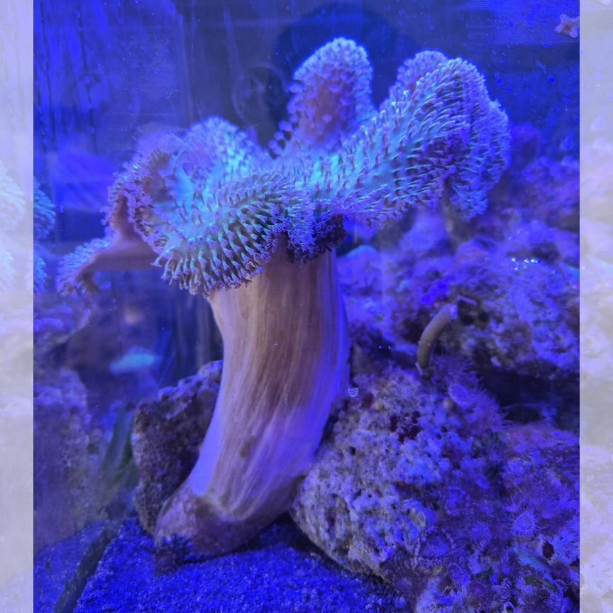 Саркофитон