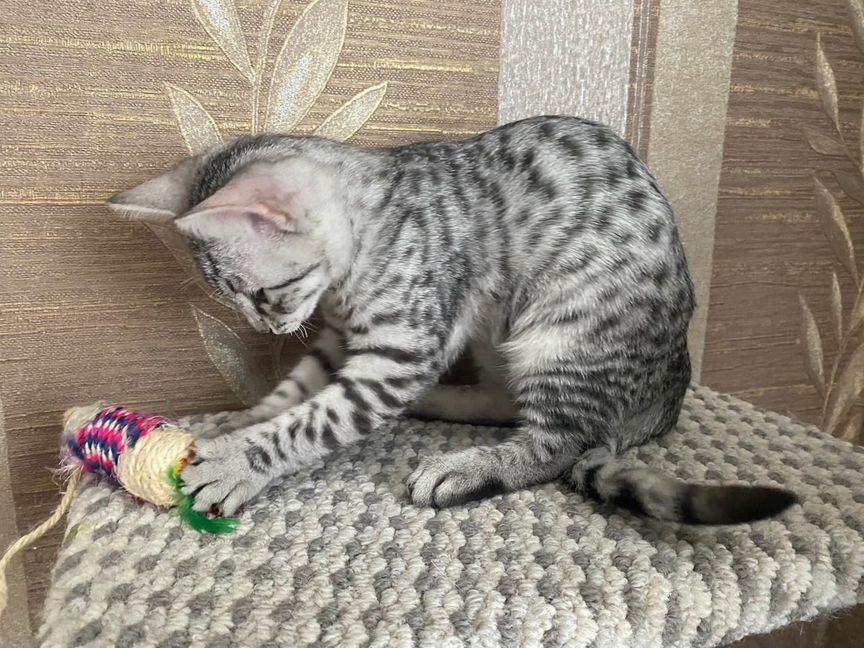 Египетский мау Рэнди