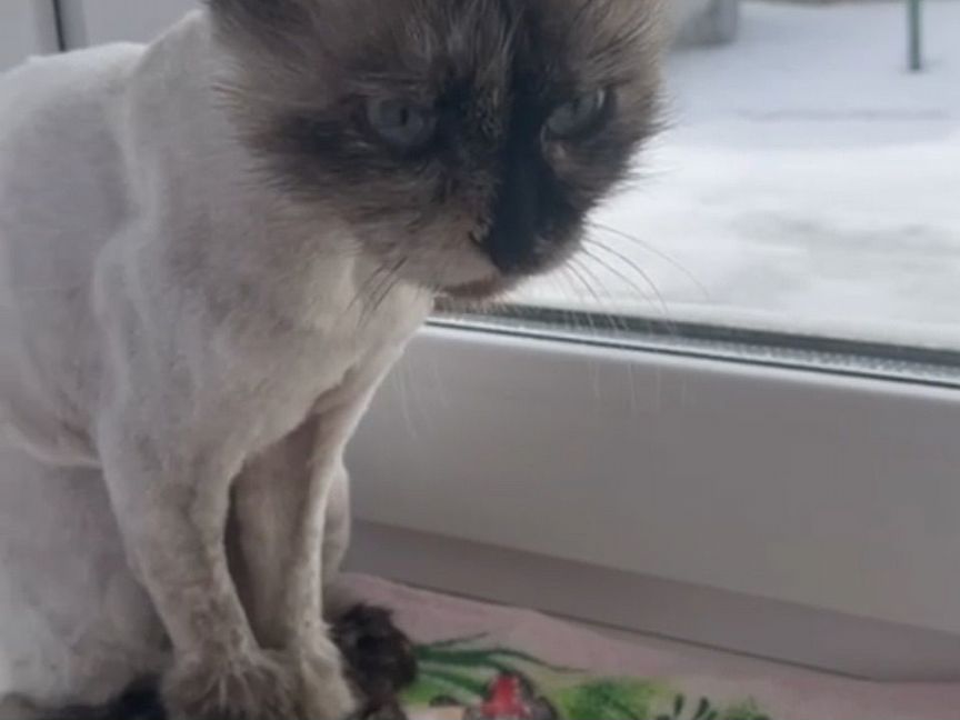 Эту слабеющую малышку забрали с подвала