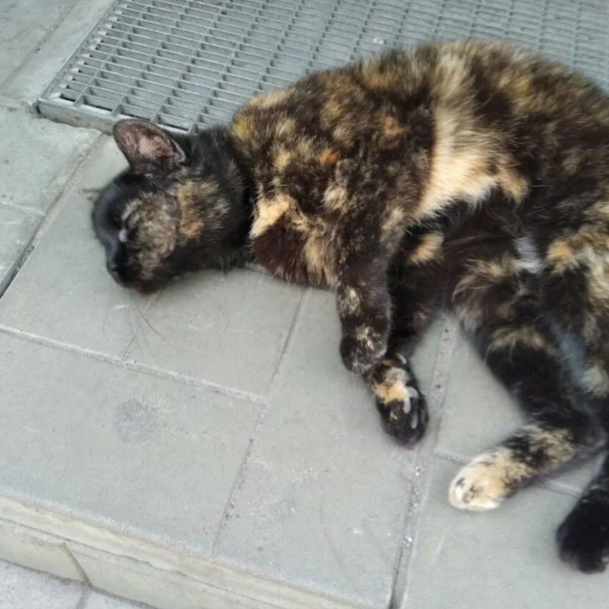 Кошке нужна помощь