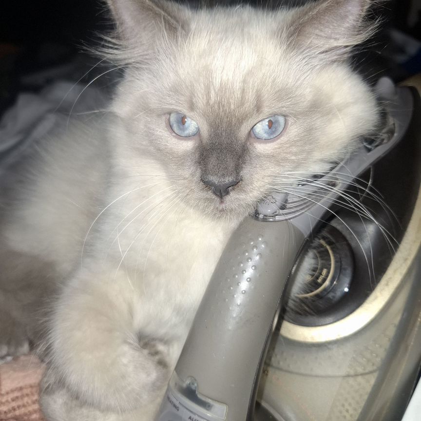 Невский маскарадный котенок