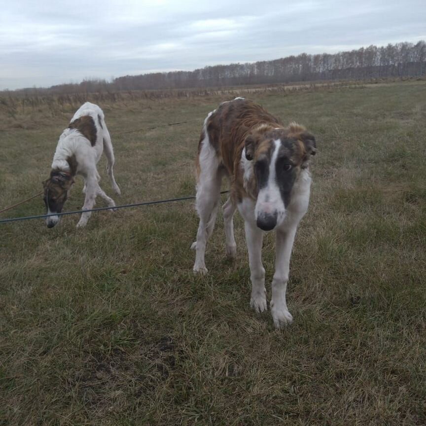 Щенки русской борзой