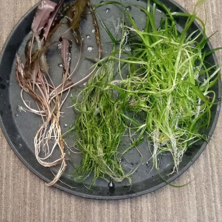 Аквариумное растение