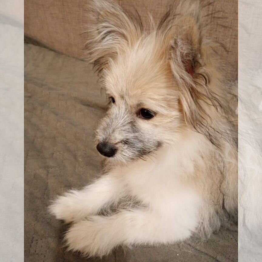 Отдам щенка