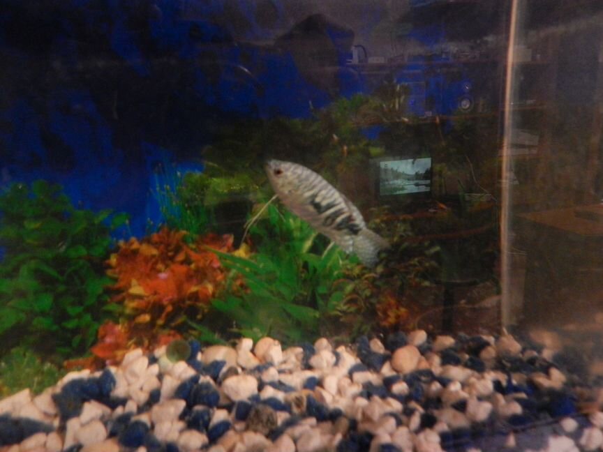 Аквариумные рыбки отдам бесплатно