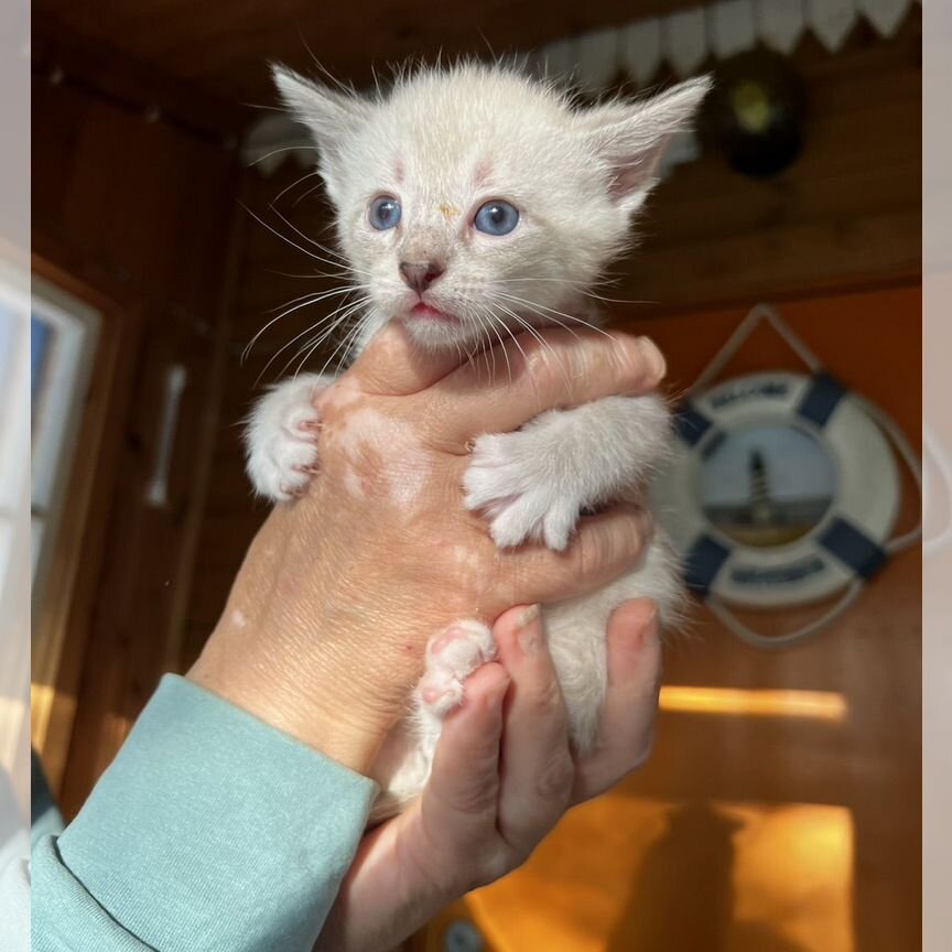 Котёнок в добрые руки