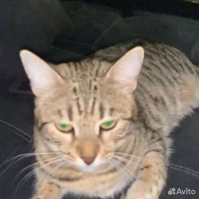 Оцикет котята