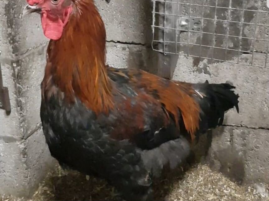 Молодые петухи Мараны