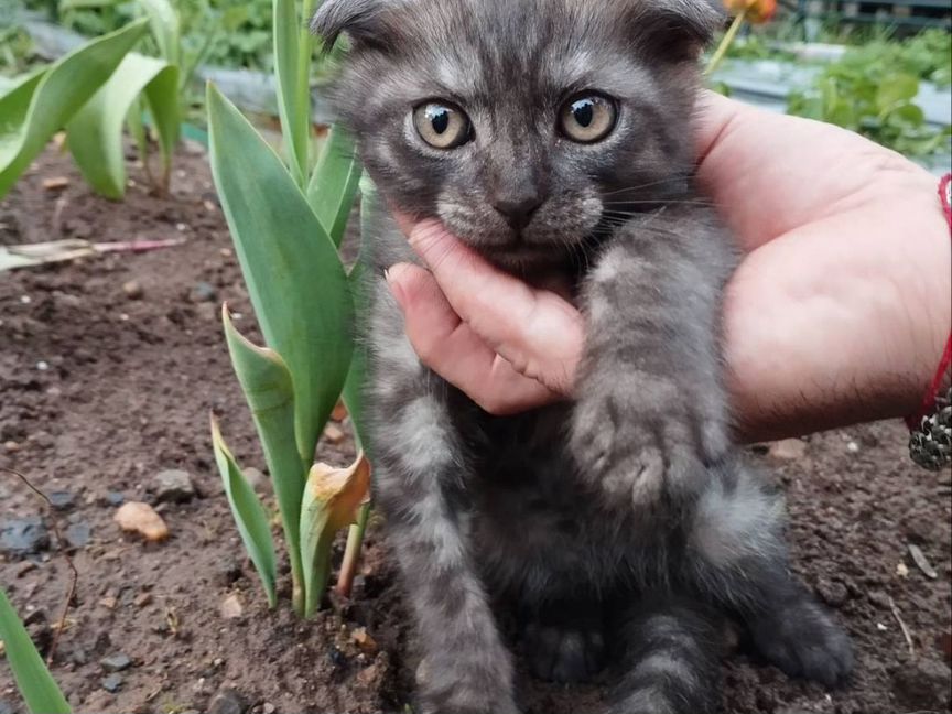Шотландский вислоухий котенок