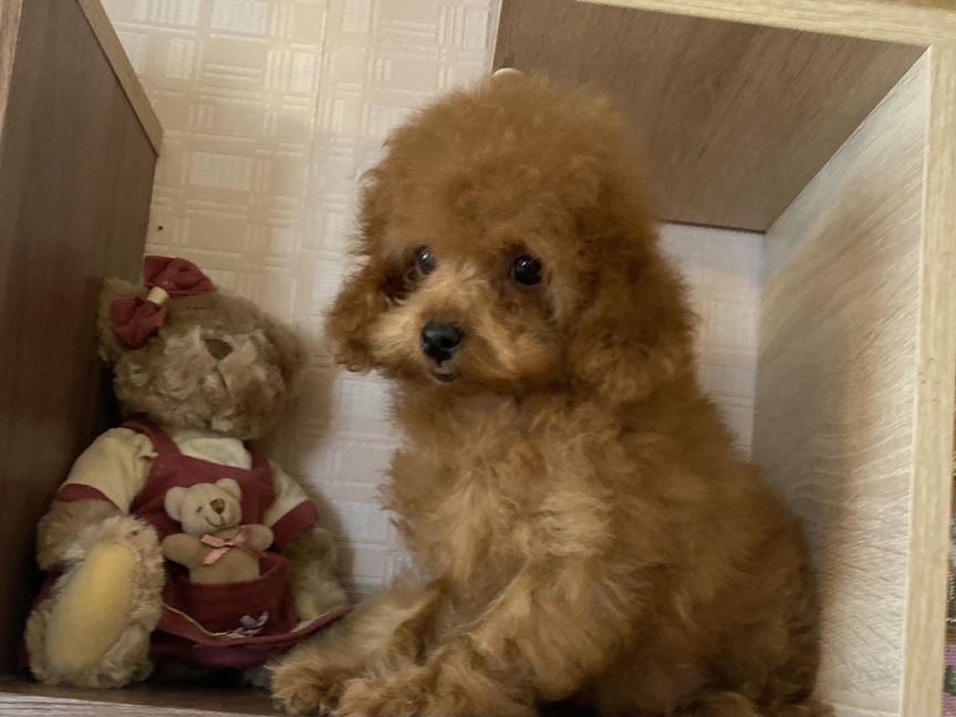 Той-пудель малюсенький мальчик 3 мес