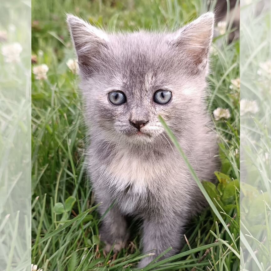 Котенок