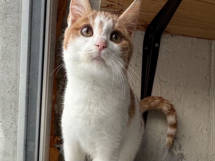 Котенок 4 месяца милашка обаяшка