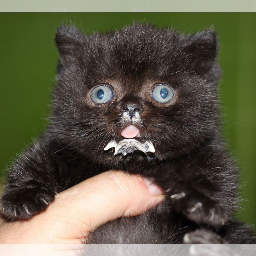 Британский короткошёрстный котёнок