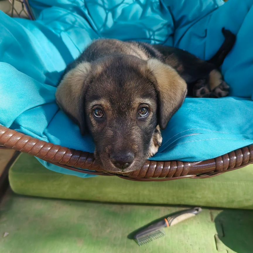 Рассудительный щенок в добрые руки