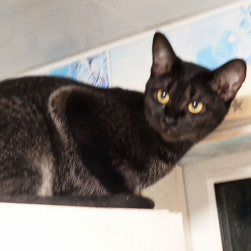 Чаузи котёнок