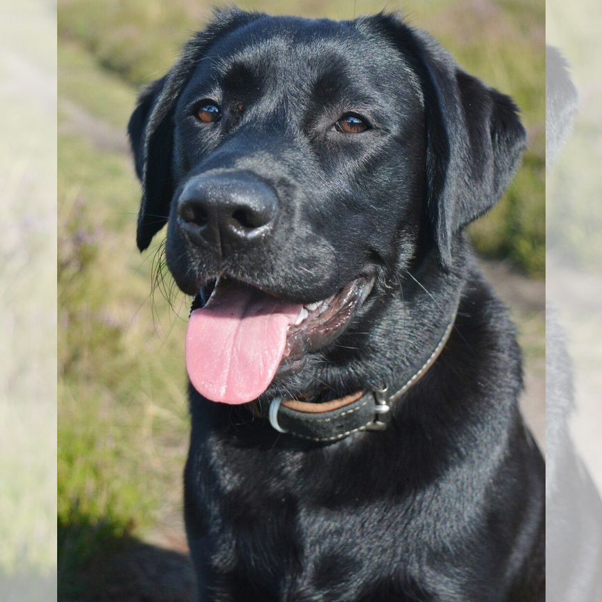 Лабрадор-ретривер, взрослая собака