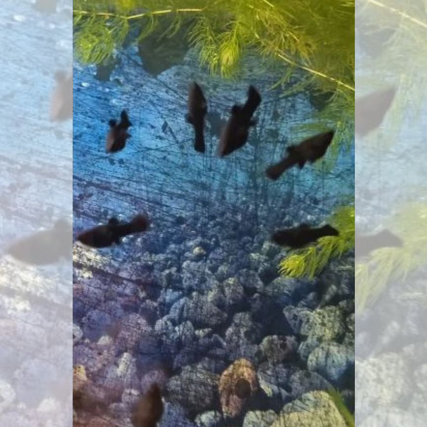 Аквариумные рыбки