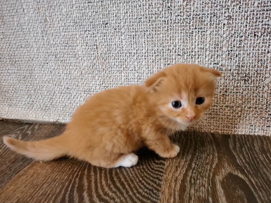 Вислоухие котята