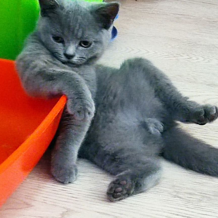 Британский короткошёрстный котёнок