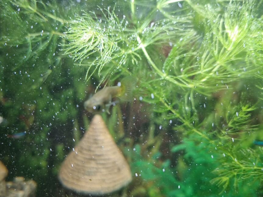 Аквариумные рыбки гуппи