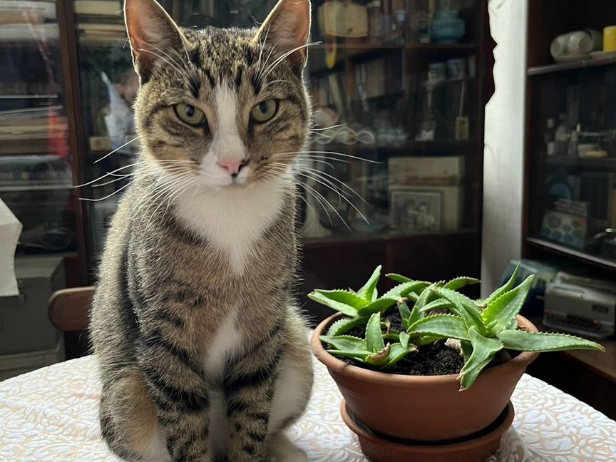 Чудесный котик
