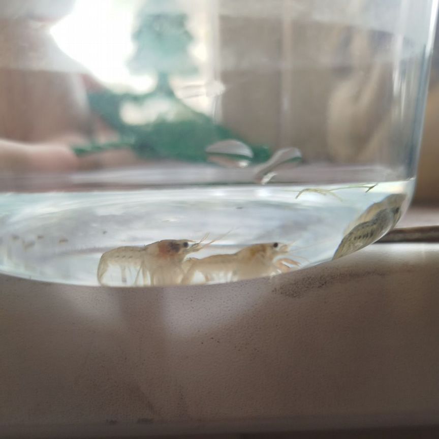 Аквариумные мраморные раки