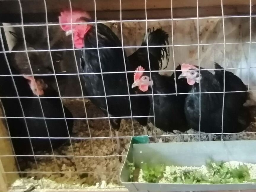 Инкубационное яйцо, цыплёнок