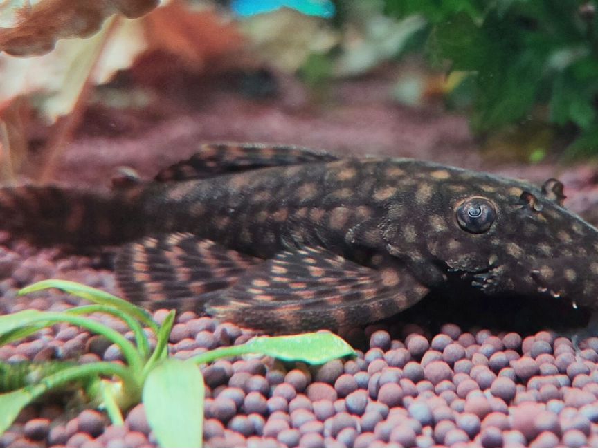 Анциструс рио парагвай