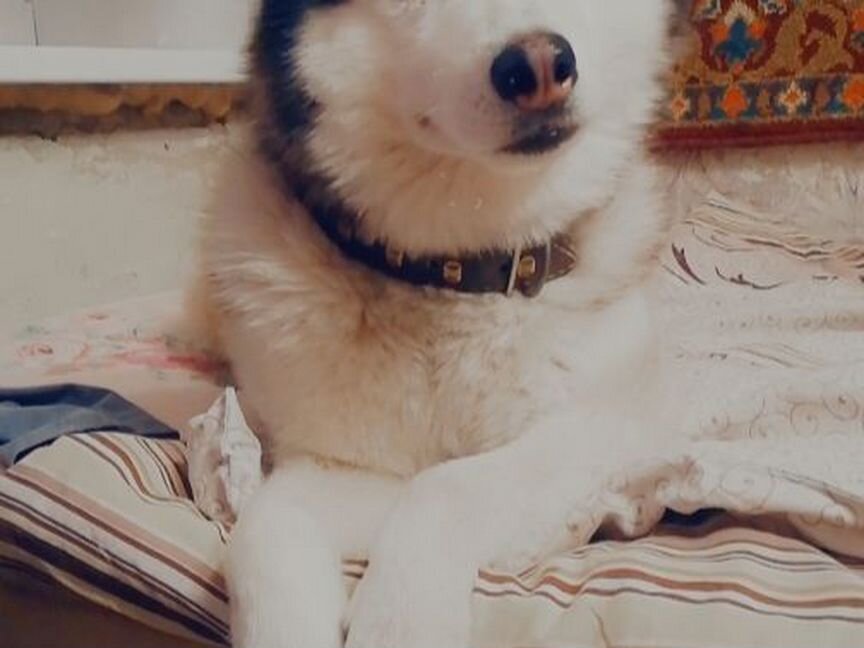 Сибирский хаски, девочка