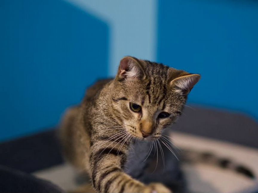 Капитан Флинт (котёнок, 6 месяцев)