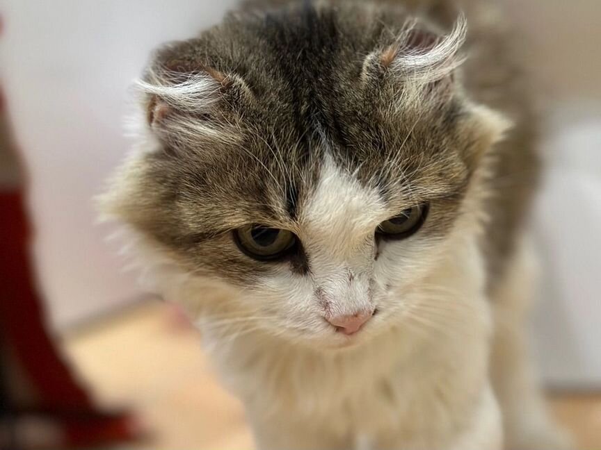 Кошка