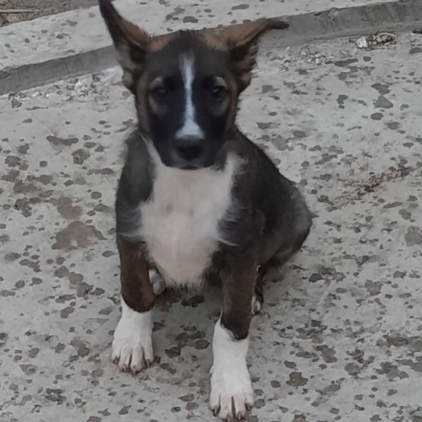 Собаки бесплатно в добрые руки