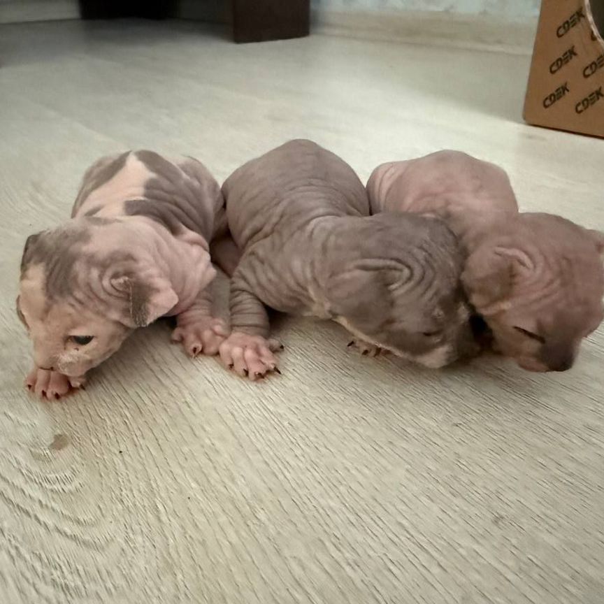 Донской Сфинкс котята