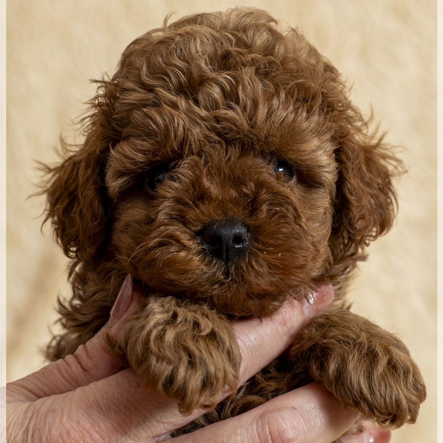 Той-пудель, щенок