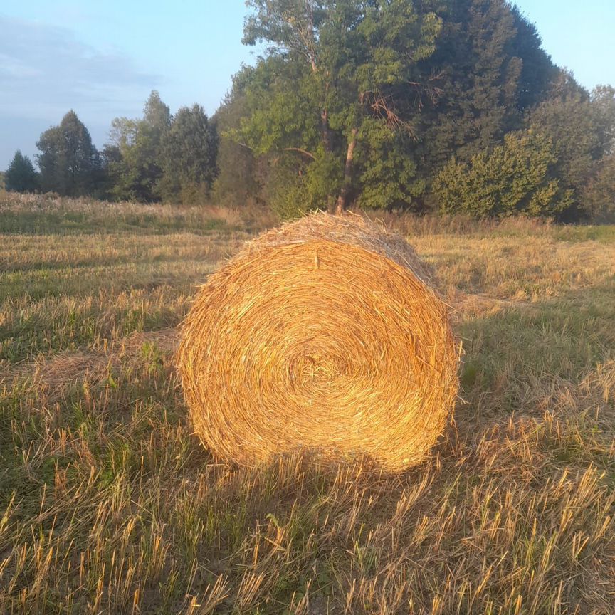 Солома овсяная в рулонах