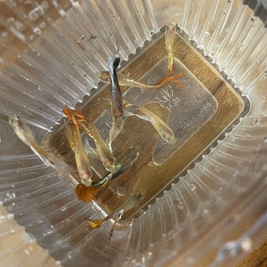 Продам рыб гуппи