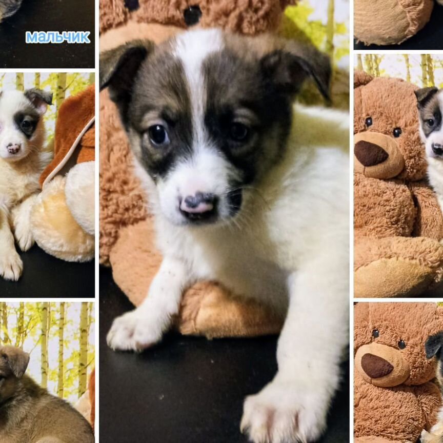 Щенки на Охрану Бесплатно