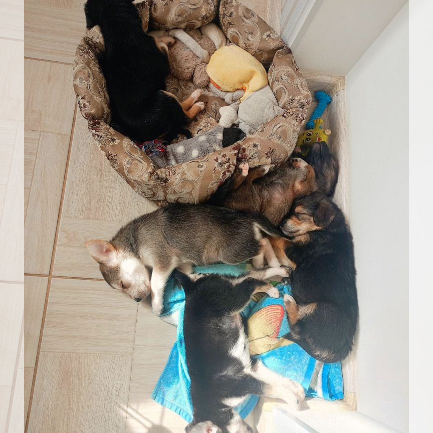 Щенки в заботливые руки