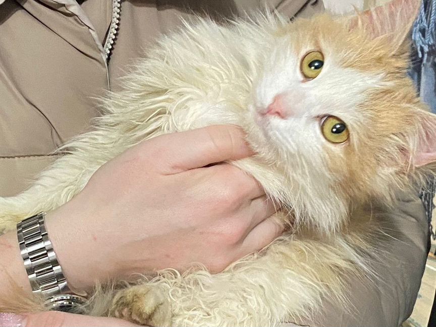 Котик