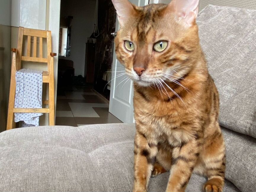 Продам бенгальского кота