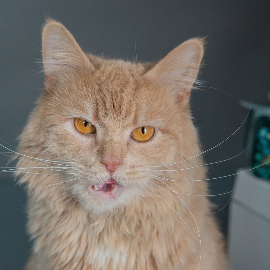 Котик Иннокентий ищет новый дом