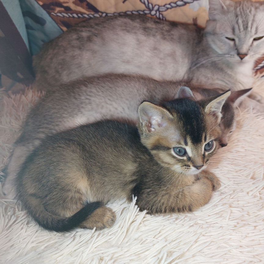 Абиссинские котята