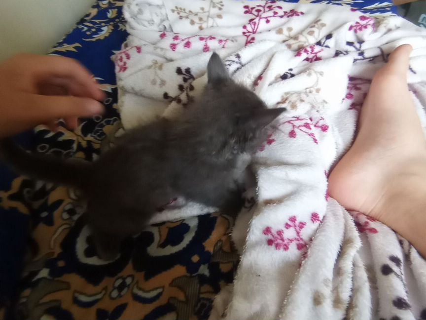 Кошка без породы