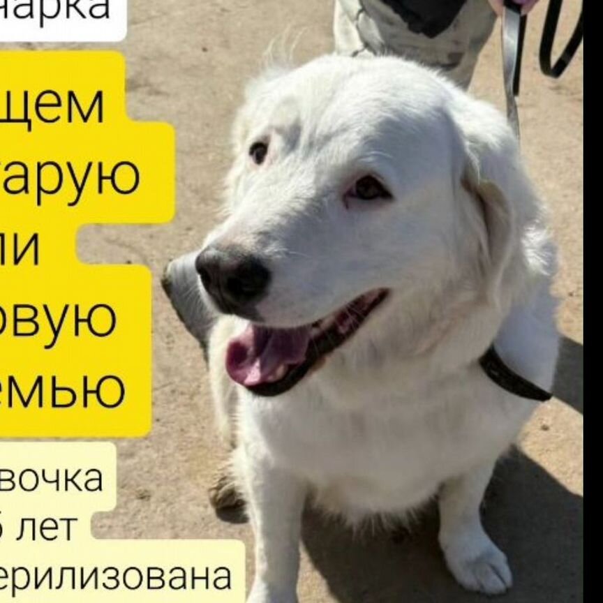 Мареммо-абруццкая овчарка, взрослая собака