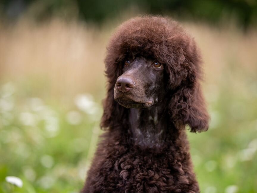 Королевский пудель