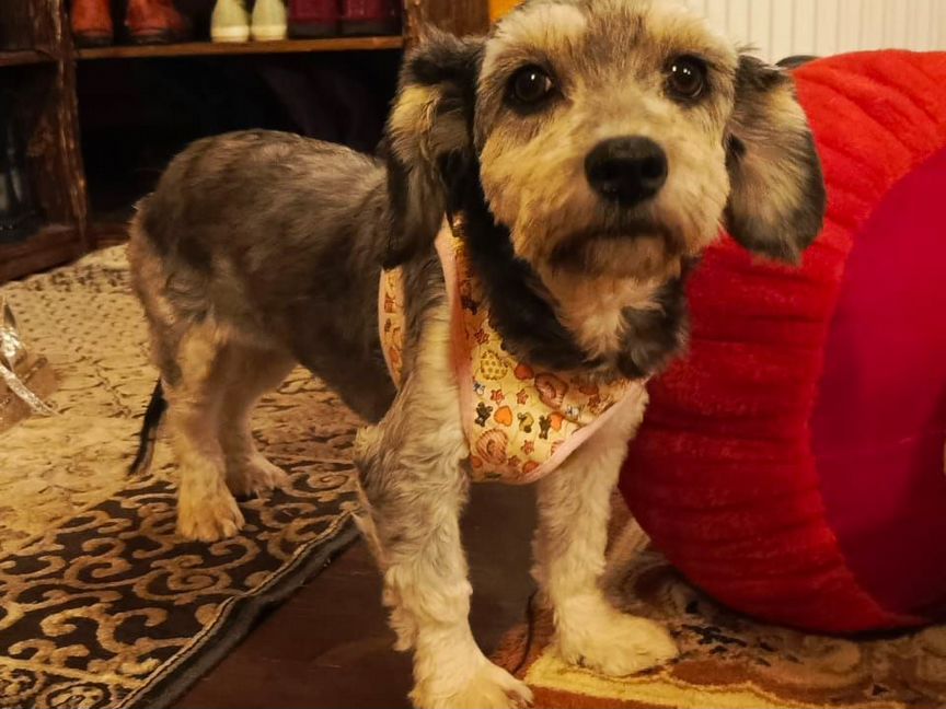 Куколка в добрые руки