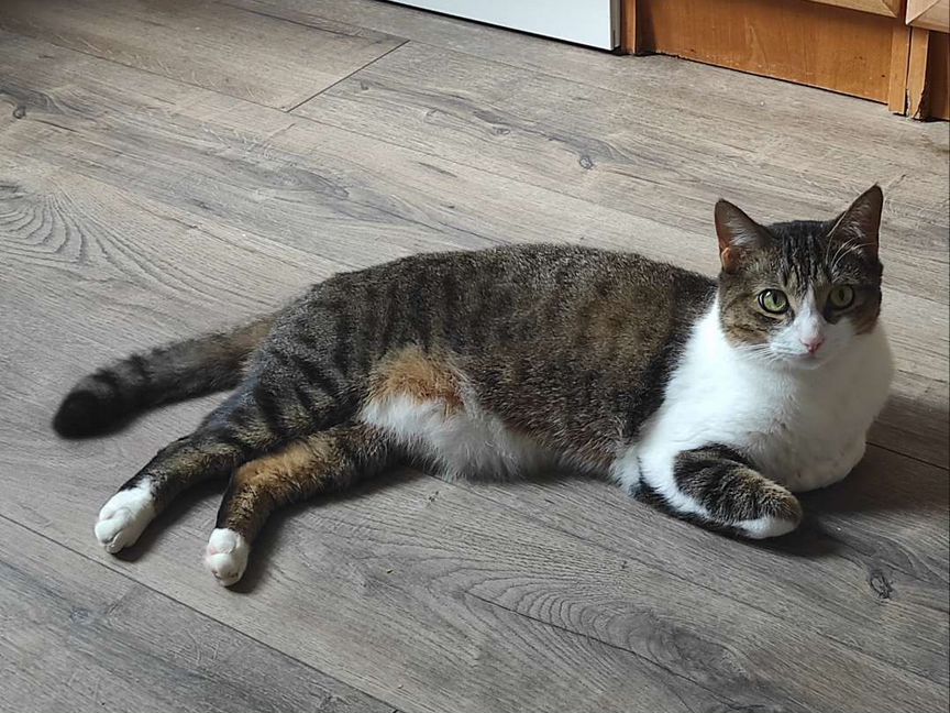 Кот в добрые руки