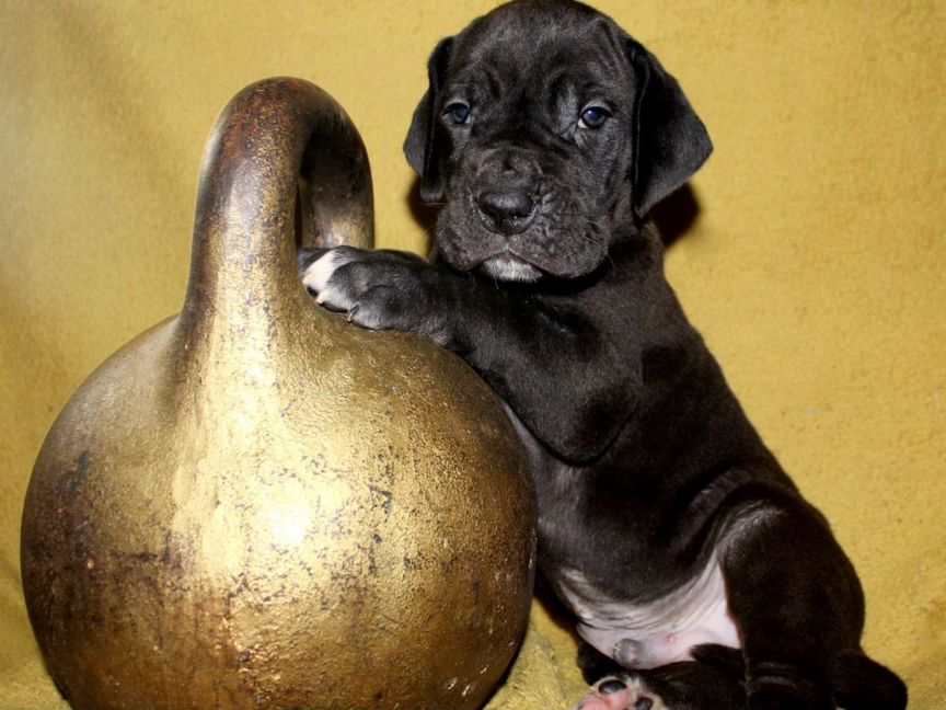 Немецкий Дог щенки с документами