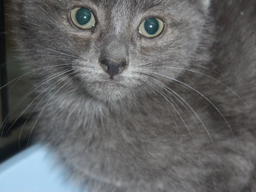 Дымчатый котенок 2мес
