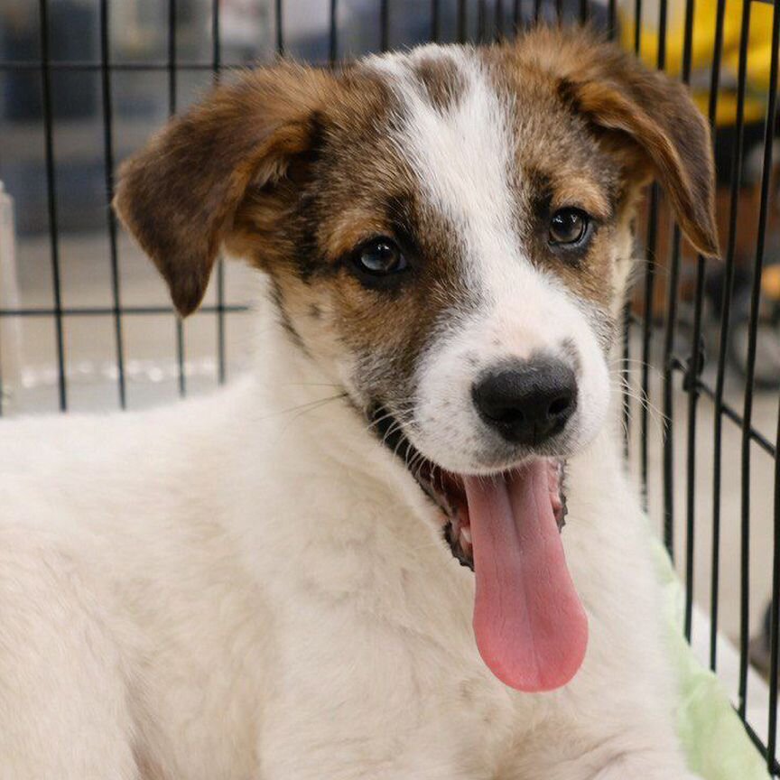 Щенок в добрые руки